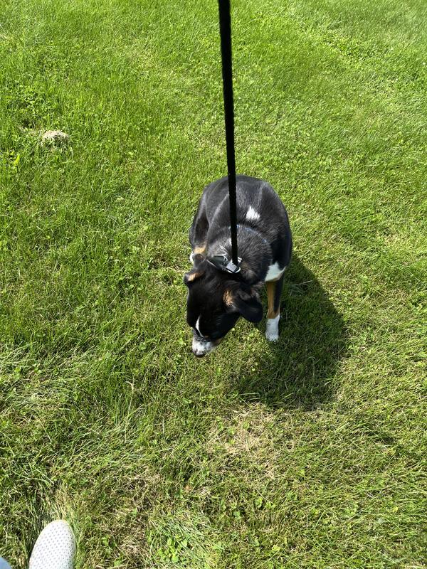 HEATHER'S HEROES The Sidekick Transitional Dog Training Leash, Blue ...