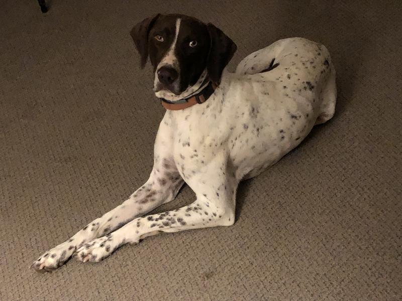 DIAMOND Performance Formula Adult Dry Dog Food, 40-lb bag, bundle of 2 ...