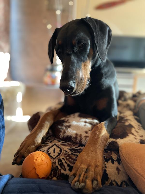 ADEQUAN EQUINE (polysulfated glycosaminoglycan) Injectable for Horses ...