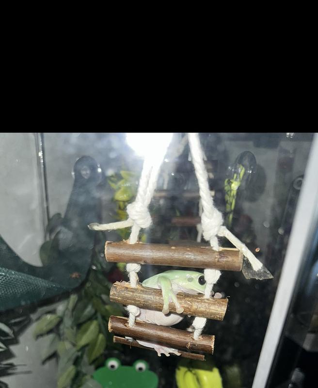 SUNGROW Bearded Dragon & Leopard Gecko Wooden Ladder, Reptile Bridge ...