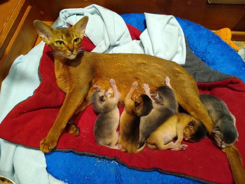 Amoxi-Drop (Amoxicillin) Oral Suspension for Dogs & Cats, 50-mg, 15-mL ...