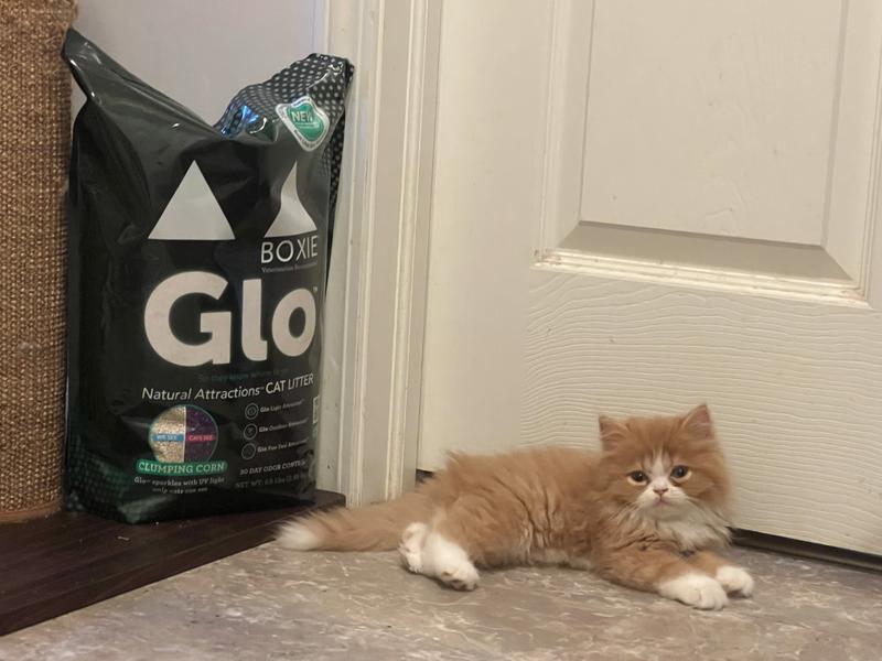 BOXIECAT Glo Corn Clumping Cat & Kitty Litter, 16.5-lb bag - Chewy.com