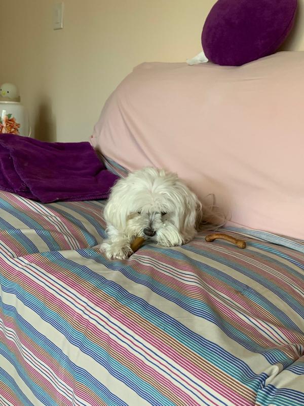 BUSY BONE Long-Lasting Real Meat Tiny Dog Treat, 60 count - Chewy.com