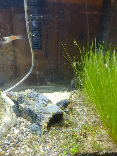 ACTIV-FLORA Planted Aquarium Substrate, Lake Gems, 20-lb bag - Chewy.com