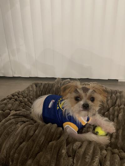 PETS FIRST NBA Dog & Cat Mesh Jersey, Orlando Magic, Medium - Chewy.com