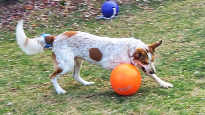 THE VIRTUALLY INDESTRUCTIBLE BALL Dog Toy, Color Varies, 14-in - Chewy.com