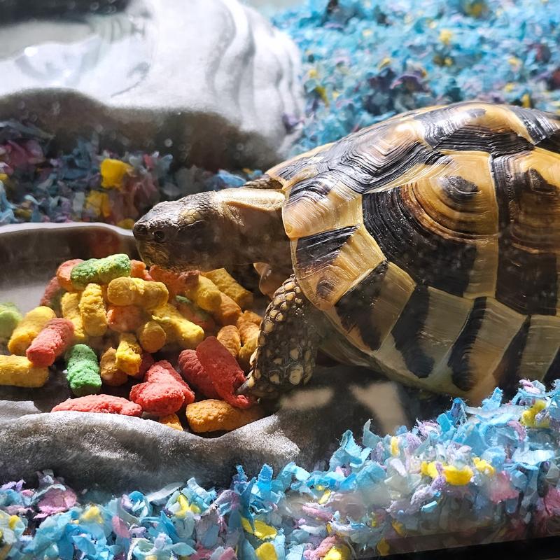 FLUKER'S Large Pellet Tortoise Diet Land Turtle Food, 7-oz jar - Chewy.com