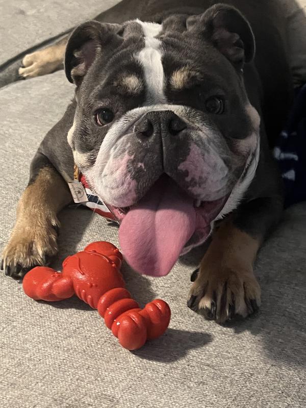 NYLABONE Power Chew Lobster Dog Toy Filet Mignon, X-Large - Chewy.com