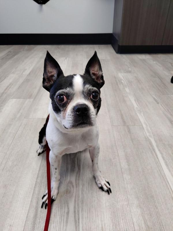 PIMOBENDAN COMPOUNDED Capsule for Dogs & Cats, 1-mg, 120 capsules ...