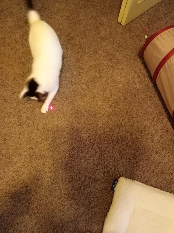 LITTERBOX.COM Rechargeable Laser Pointer Cat Toy - Chewy.com