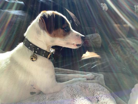 BOCCE'S BAKERY Bedtime Tea Banana, Vanilla & Lavender Dog Treats, 5-oz ...