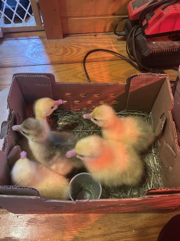 ROOSTER BOOSTER Vitamins & Electrolytes Lacto Bacillus Poultry ...