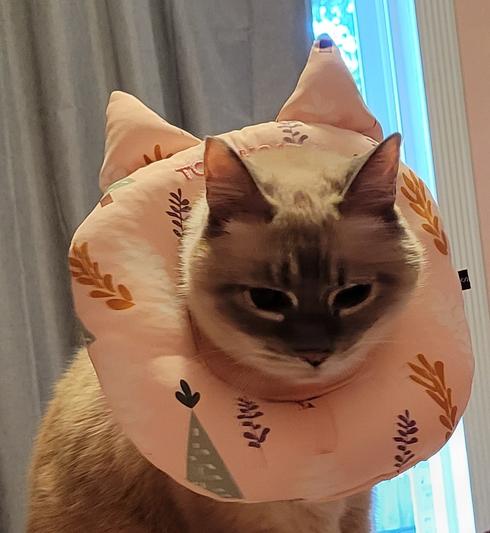 TOUCHCAT Ringlet Licking & Scratching Adjustable Pillow Cat Neck ...