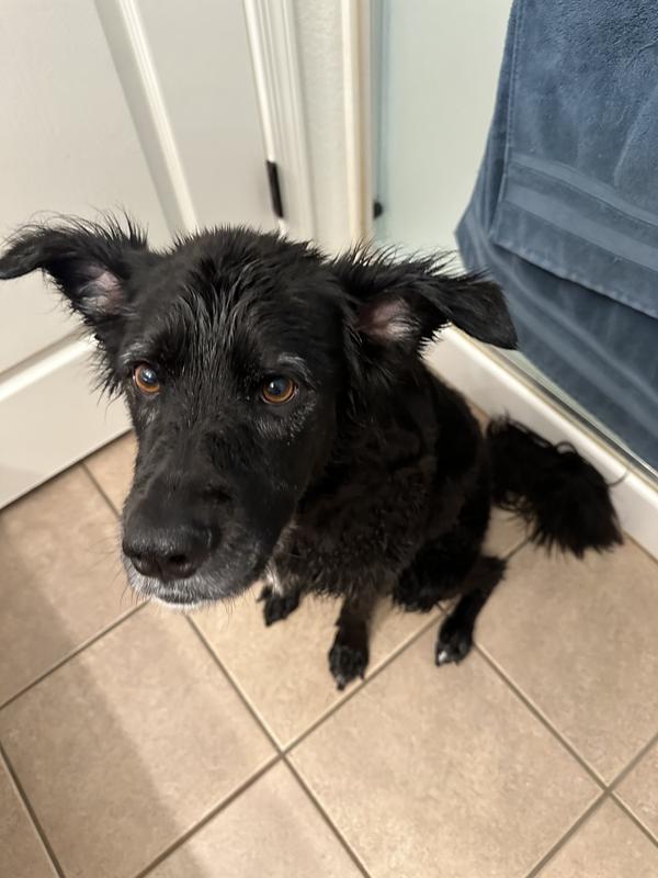 MANE 'N TAIL Pet Conditioner, 32-fl oz bottle - Chewy.com