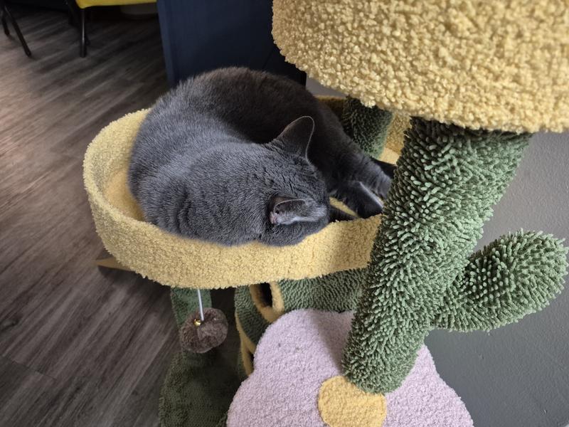 YAHEETECH 48.5-in Oasis-Themed Cat Tree, Green/Yellow - Chewy.com