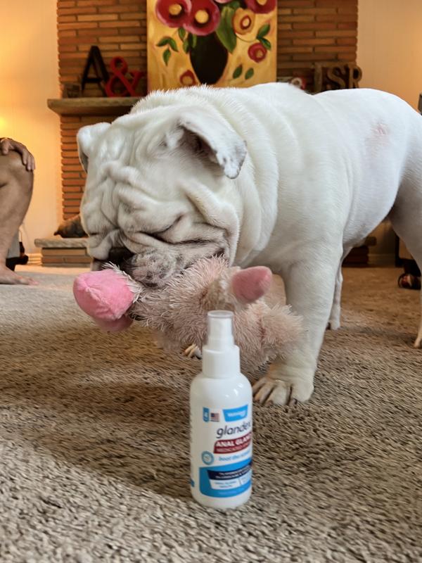 VETNIQUE LABS Glandex Anal Gland Medicated Anti Itch Spray for Dogs ...