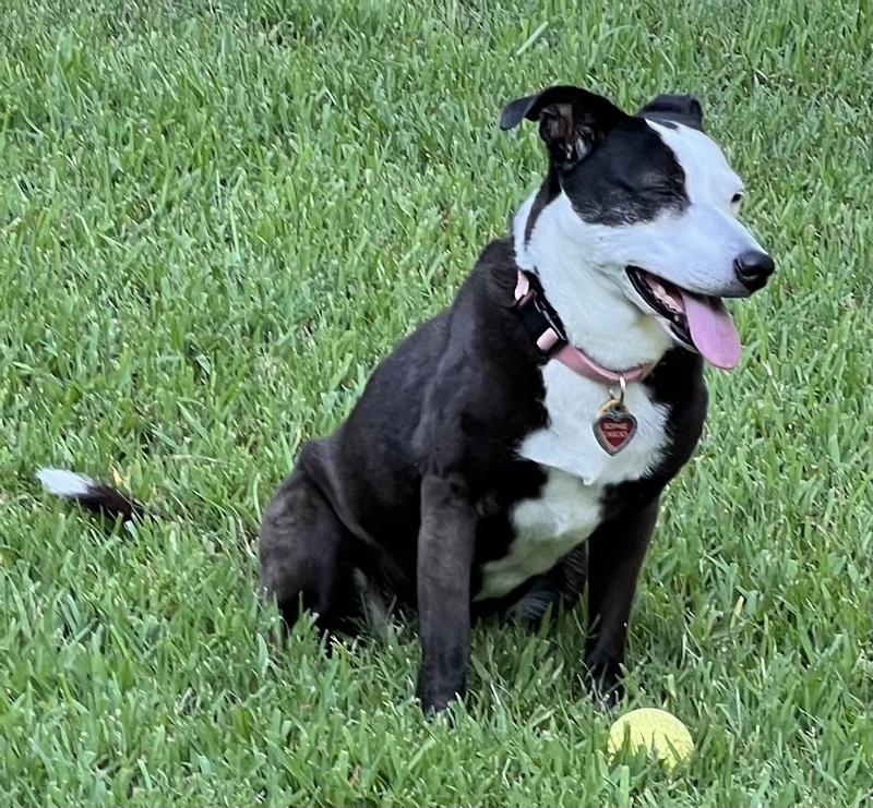 RIMADYL (Carprofen) Caplets for Dogs, 100-mg, 60 caplets - Chewy.com