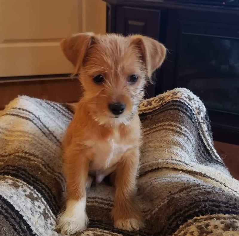 GODOG Wildlife Chew Guard Chipmunk Squeaky Plush Dog Toy, Large - Chewy.com