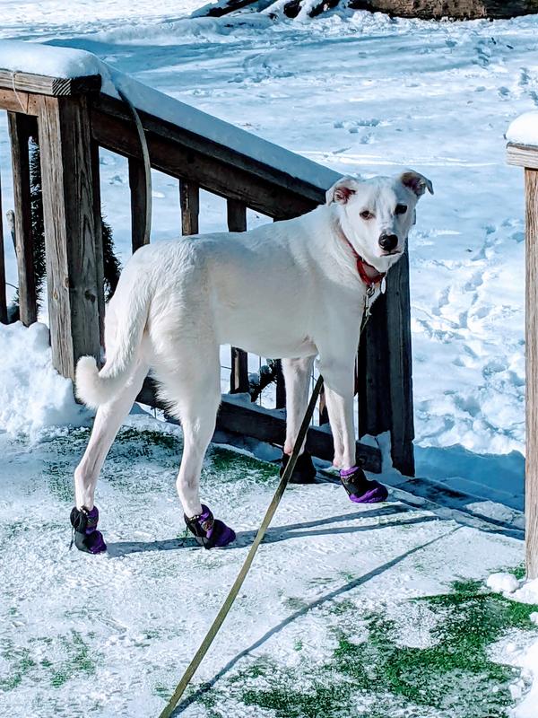 VETRIMAX Solva-Ker Gel Dog & Cat Medication, 1-fl oz bottle - Chewy.com