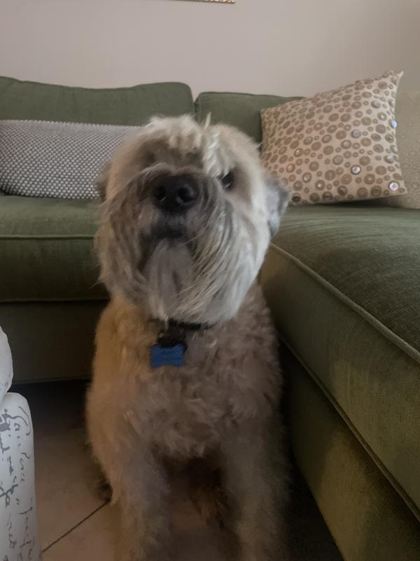 SILIDOG The Silent Dog Tag Silicone Bone Personalized Dog ID Tag, Blue ...