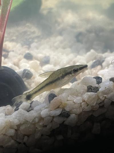 REPASHY SUPERFOODS Soilent Green Gel Premix Fish, Amphibian & Reptile ...