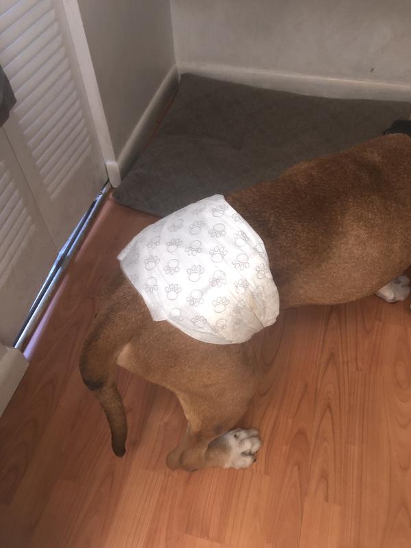 FRISCO Disposable Male Dog Wraps, X-Large, 24 count - Chewy.com