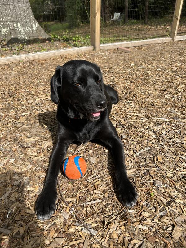 2 HOUNDS DESIGN Freedom No Pull Nylon Dog Harness & Leash, Purple ...