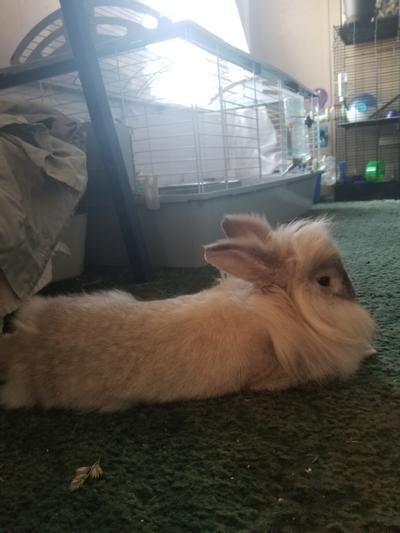 VITAKRAFT Drops Wild Berry Yogurt Rabbit Treats, 5.3-oz bag - Chewy.com