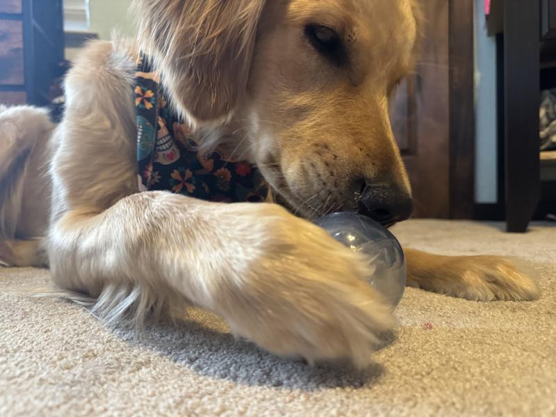 BARK Bubbler Tough Treat Dispensing Dog Chew Toy, Medium - Chewy.com