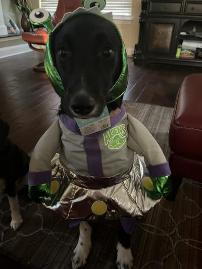 FRISCO Front Walking Alien Dog & Cat Costume, XX-Large - Chewy.com