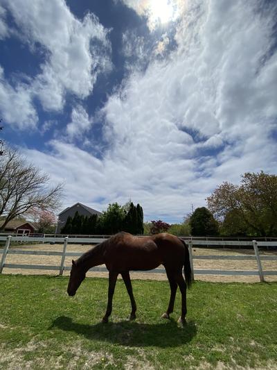 ABSORBINE Bute-Less Comfort & Recovery Cherry Flavor Pellets Horse ...