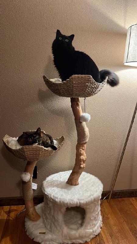 MAU LIFESTYLE Cento 46-in Modern Wooden Cat Tree & Condo, Gray - Chewy.com