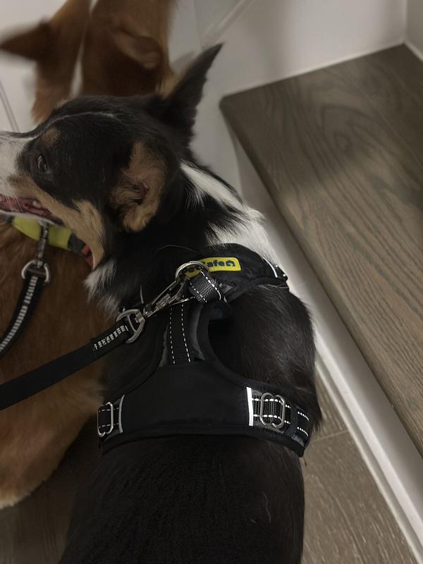 PETSAFE Easy Walk Comfort Reflective No Pull Dog Harness, Black, Large ...