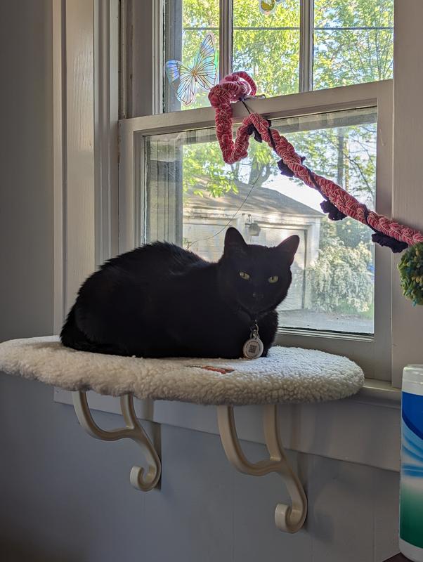 K&H PET PRODUCTS Kitty Sill Cat Window Perch Shelf Cushioned Cat Window ...