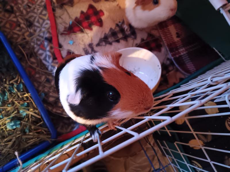 Out of Stock - OXBOW Natural Science Joint Support Small Animal ...