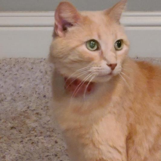 CALM PAWS Behavior Support Calming Disk Collar Attachment for Cats ...