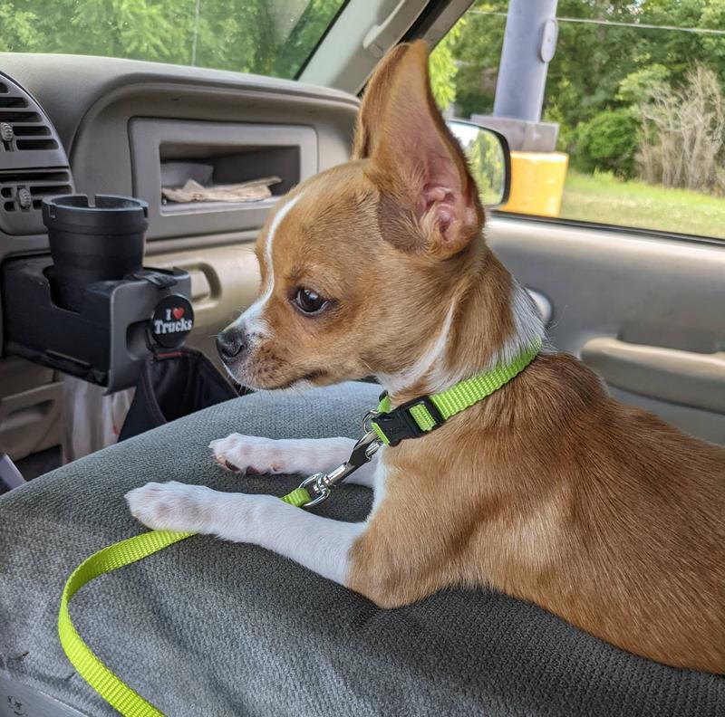 DINGO Mini Meat in the Middle Dog Rawhide Chews, 7 count - Chewy.com