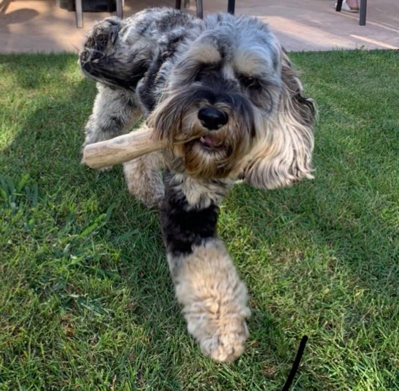 WOODIES Coffee Wood Large Dog Chew, 1 count - Chewy.com