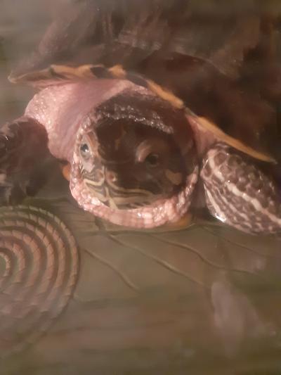 PENN-PLAX Floating Turtle Pier Platform, Large - Chewy.com