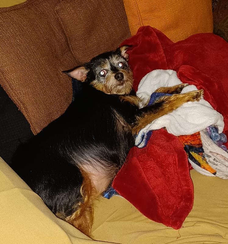 POINTPET Anti-Itch Support Peanut Butter Flavored Dog Soft Chews Supplement, 90 count - Chewy.com