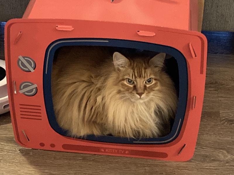 FRISCO TV Set Cardboard Cat House - Chewy.com