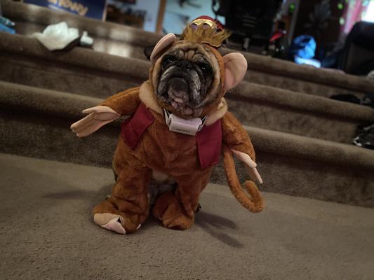 Out of Stock - RUBIE'S COSTUME COMPANY Aladdin Abu Dog & Cat Costume ...