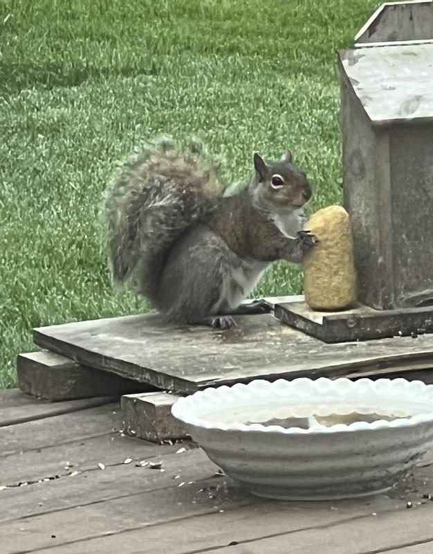 C&S Nut'n Sweet Corn Squirrelog Refill Squirrel Food, 32-oz - Chewy.com