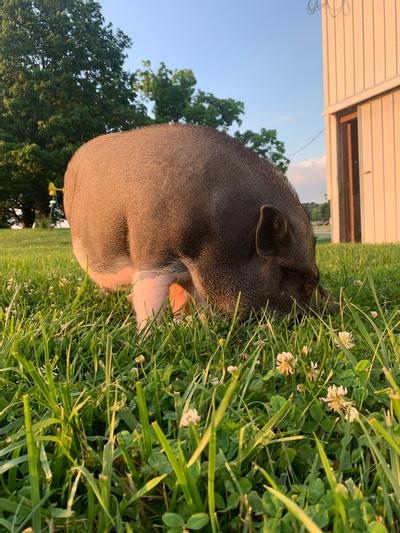 KRUSE'S PERFECTION BRAND Pellet Mini Pig Food, 50-lb bag - Chewy.com