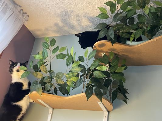 ON2PETS Cat Canopy Wall Shelves, Rectangle, 2 count - Chewy.com