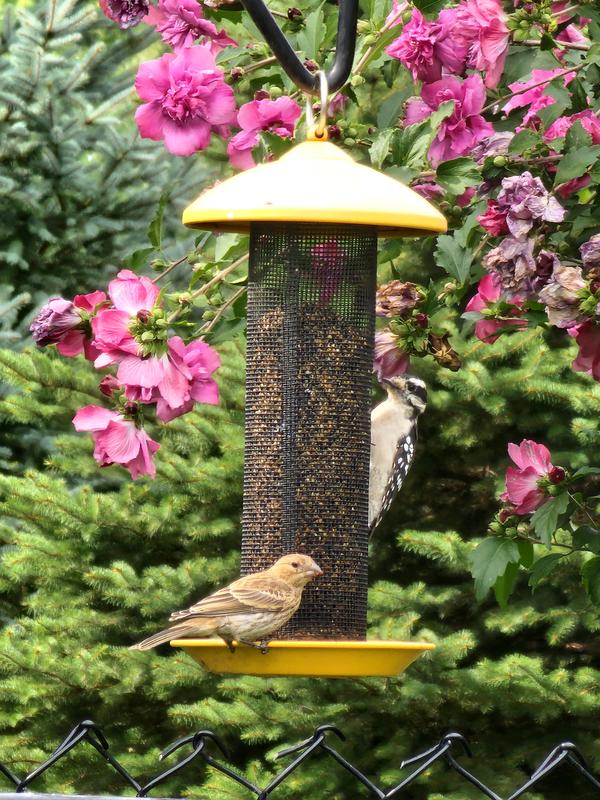 BROWN'S Bird Lover's Blend Duck & Goose Food, 7-lb bag, bundle of 4 ...