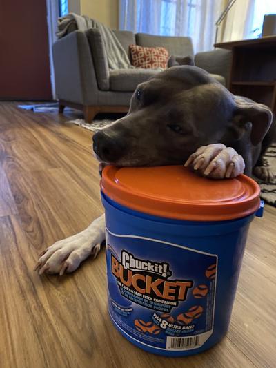 CHUCKIT! Bucket Fetch Dog Toy - Chewy.com