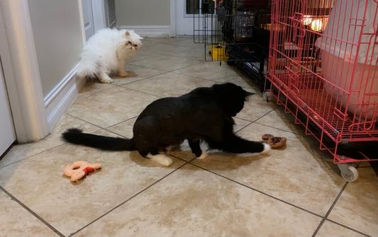 DISNEY Mickey & Friends Donuts Plush Cat Toy with Catnip, 6 count ...