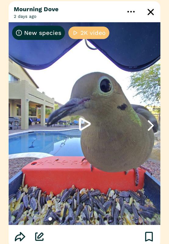 BIRD BUDDY PRO Solar Smart Bird Feeder, Blue - Chewy.com