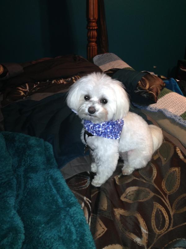 FUROSEMIDE COMPOUNDED Oral Oil Liquid Chicken Flavored for Dogs & Cats ...